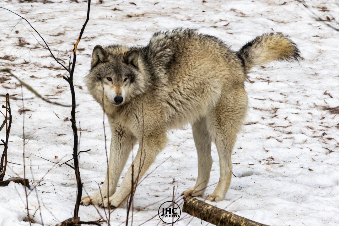 Wolf Print, Wolf Art, Timber Wolf, Wolf Wall Art, Gift for Wolf Lover ...