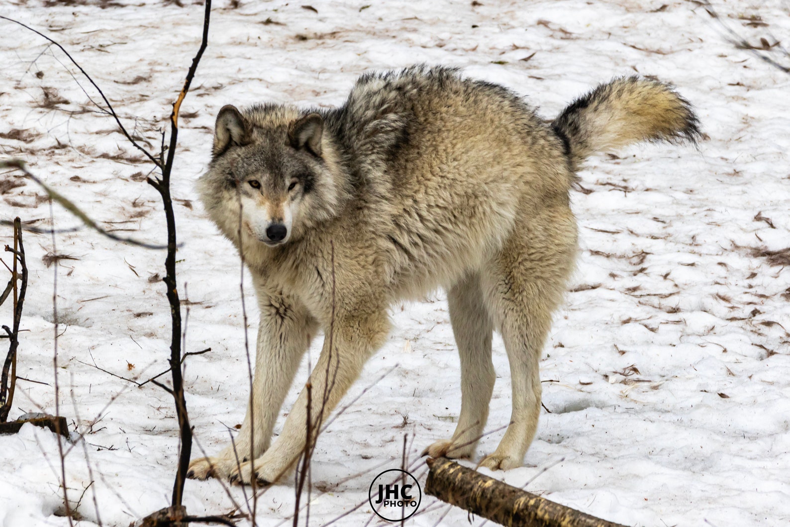 Wolf Print, Wolf Art, Timber Wolf, Wolf Wall Art, Gift for Wolf Lover ...