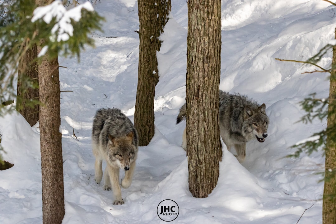 Grey Wolves Wall Art Canvas, Original Wildlife Photography, Wolf ...