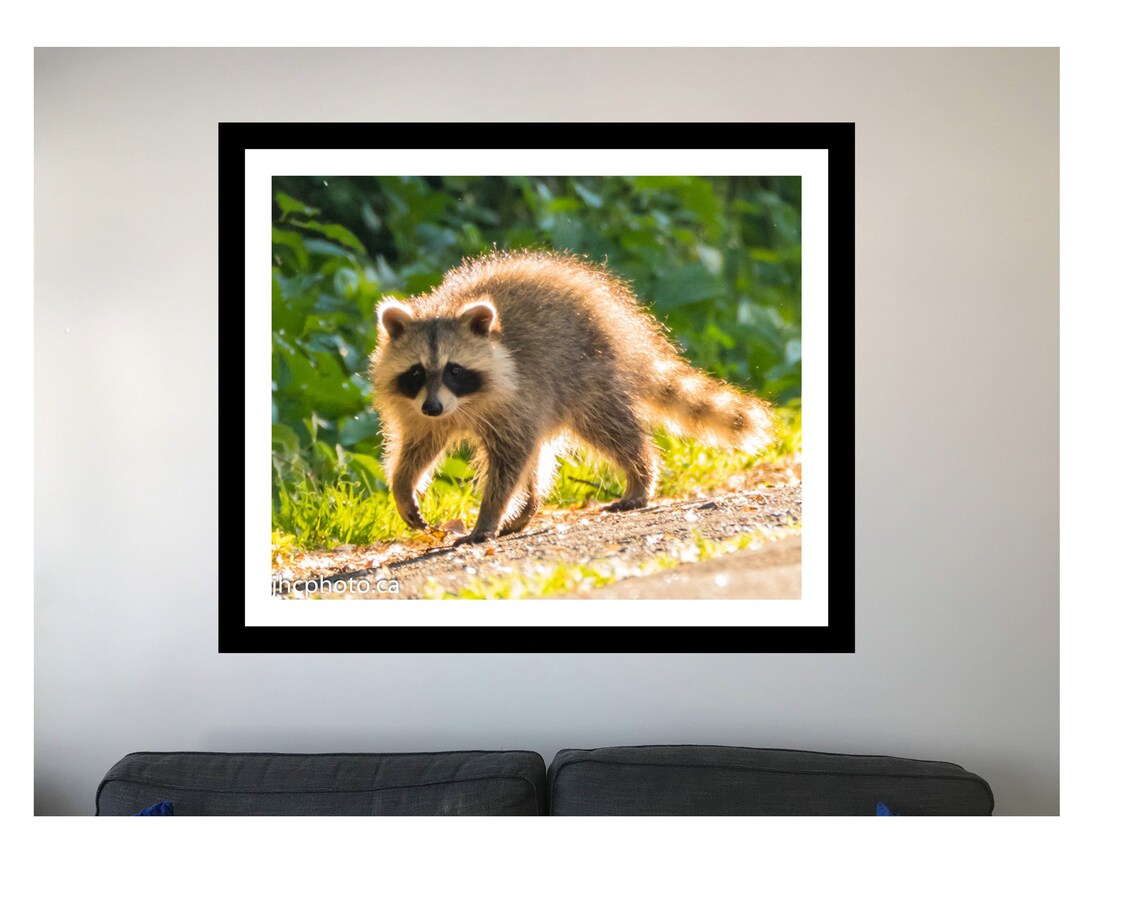 Raccoon Print, Animal Print, Raccoon Art, Raccoon Decor, Raccoon ...