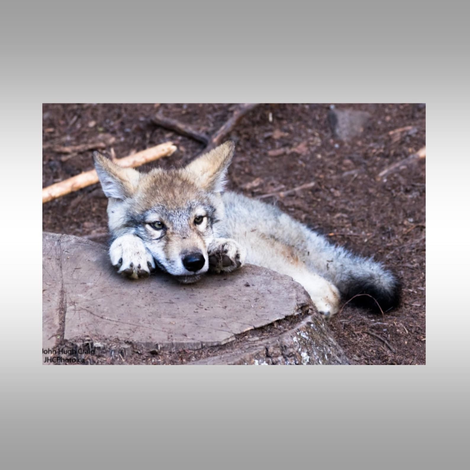 Wolf Pup Print, Timber Wolf, Wolf Art, Wolf Photo, Wolf Picture, Grey ...