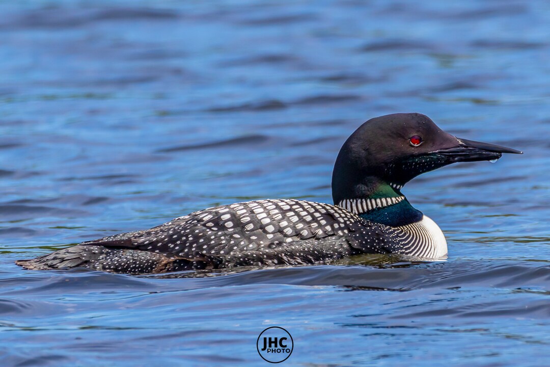 Loon Art, Bird Watcher Gift, Water Bird, Loon Print, Loon Decor, Lake ...