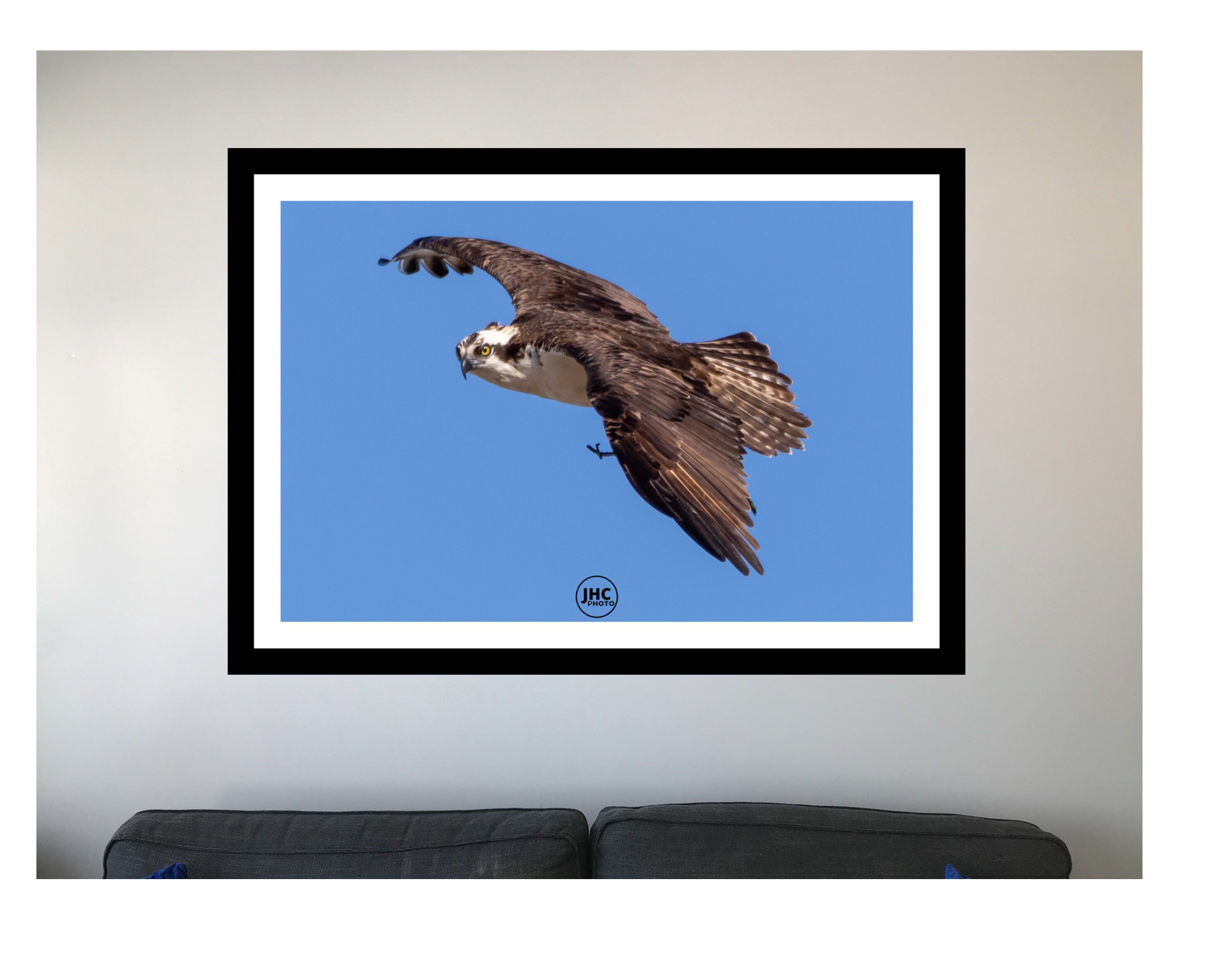 Osprey Print, Bird of Prey, Osprey Photo, Osprey Bird, Bird Photography ...
