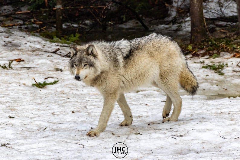 Grey Wolf Wall Art, Timber Wolf, Animal Photography, Wolf Photo, Wolf ...