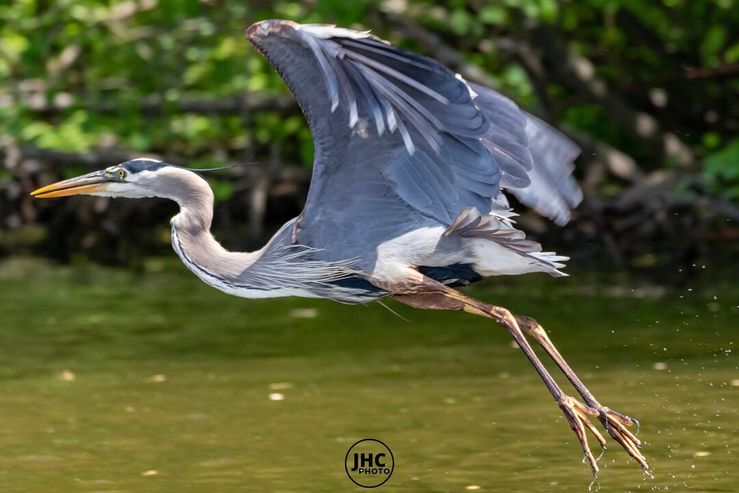 Great Blue Heron Wall Art, Blue Heron Print, Great Blue Heron ...