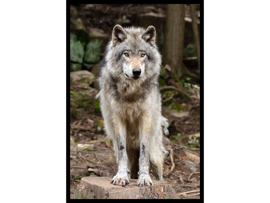 Wolf, Limited Edition, Wolf Canvas, Wolf Art, Wolves, Wolf Gift, Wolf ...