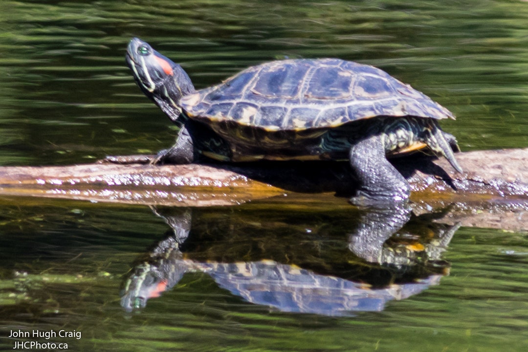 Turtle Print, Turtle Photo, Painted Turtle Decor, Basking, Turtle on ...