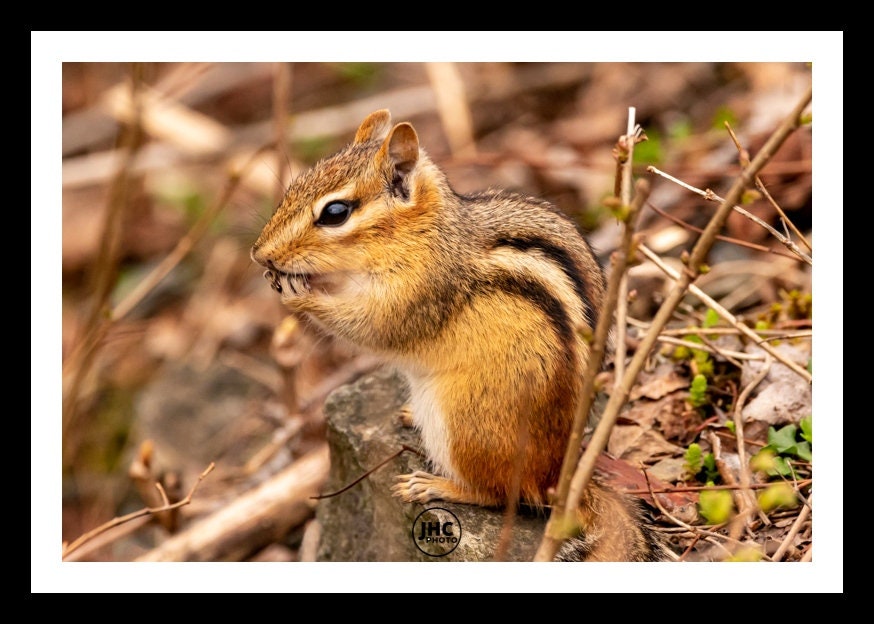 Cute Chipmunk Print: Wildlife Photography Wall Art, Nature Decor, Gift ...