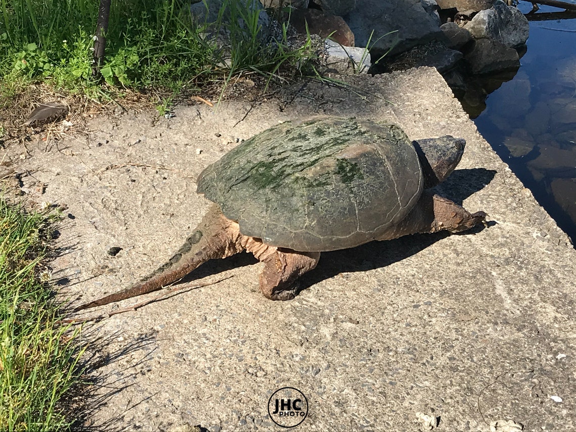 Snapping Turtle Print, Turtle, Turtle Gifts, Turtle Print, Turtle Photo ...