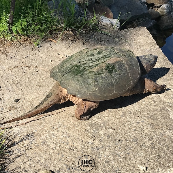 Snapping Turtle Wall Art - Etsy