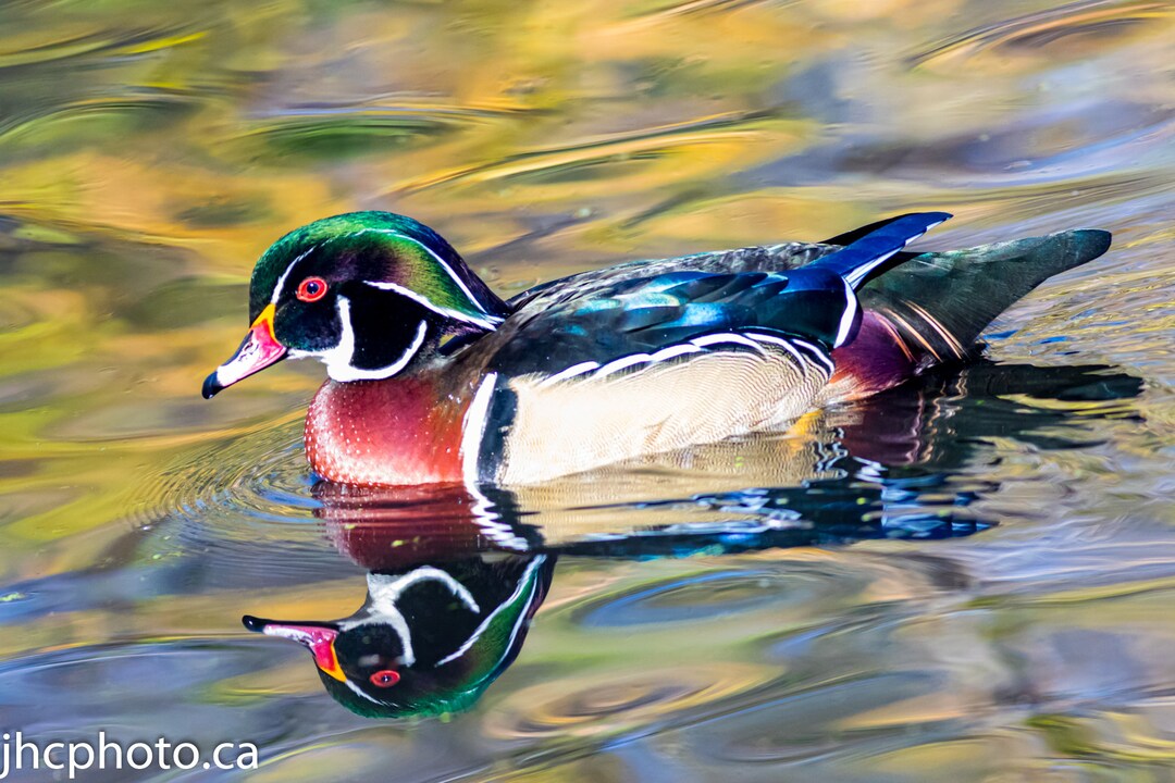 Wood Duck Wall Art Print, Duck Photography, Bird Decor, Bird Print ...