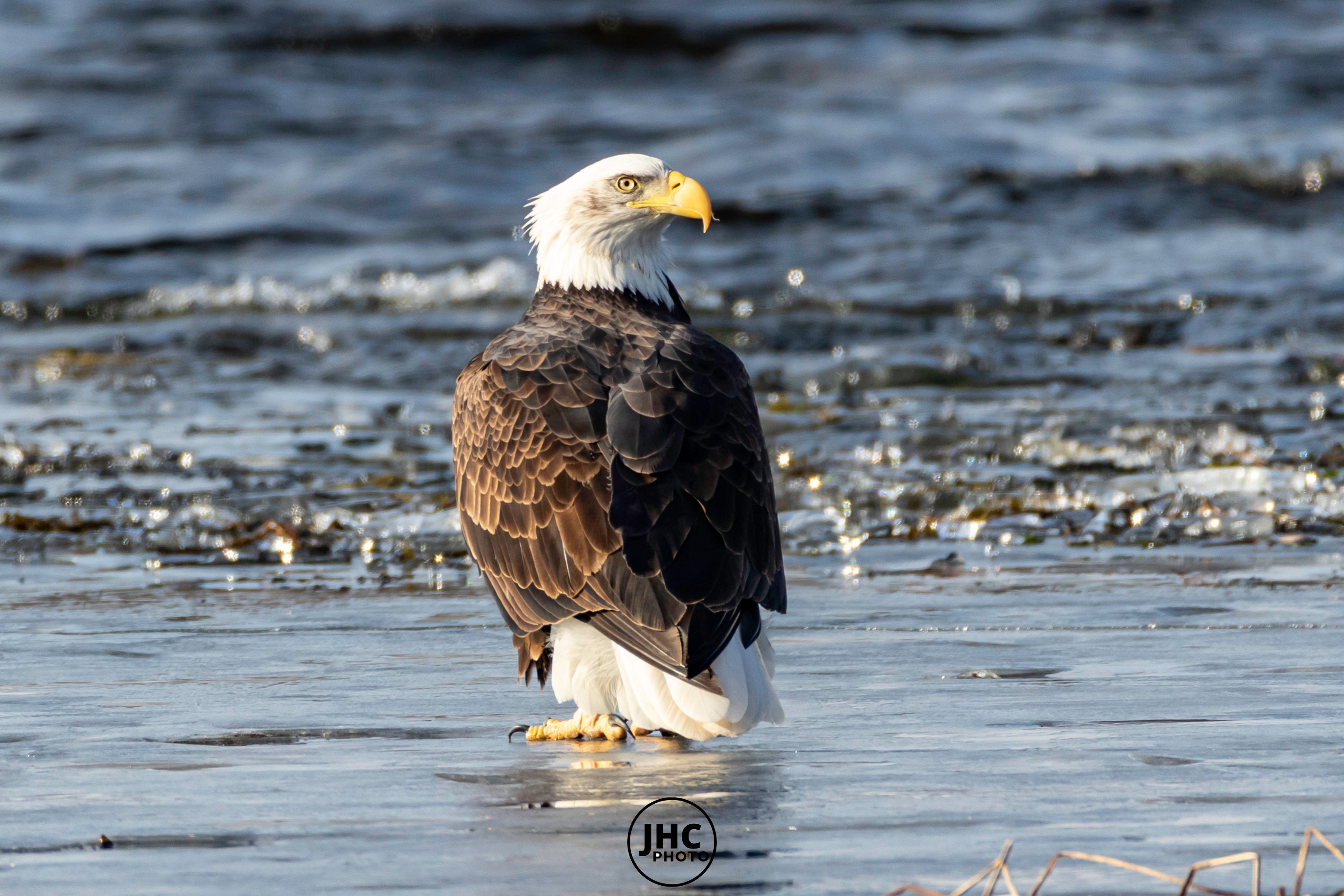 Eagle Print Eagle Art Bald Eagle Eagle Photography Eagle - Etsy