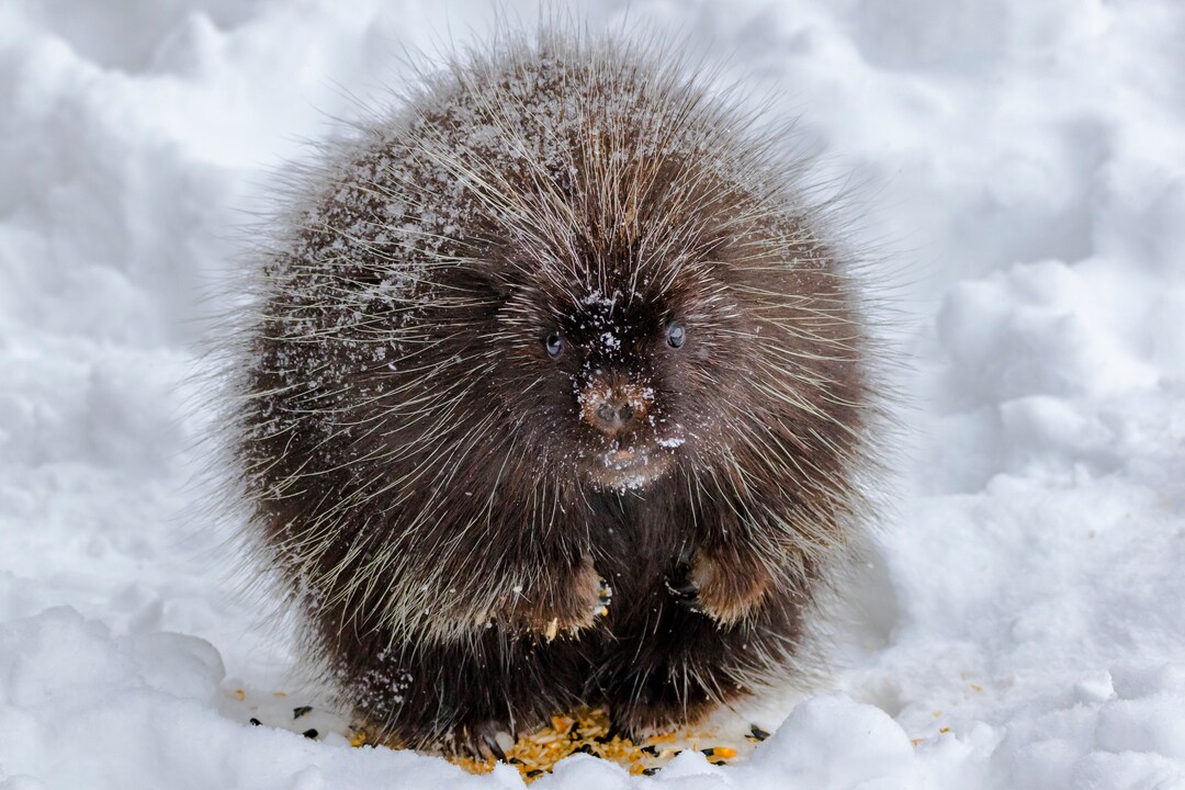 Cute Porcupine Wall Art Canvas, Porcupine Photography, Wildlife ...