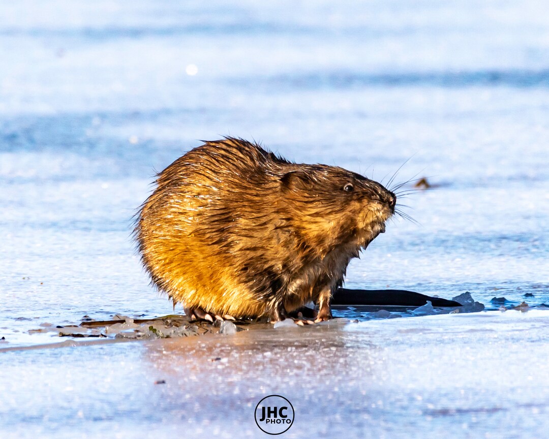 Muskrat Print, Muskrat Art, Muskrat Decor, Wildlife Photo Print ...