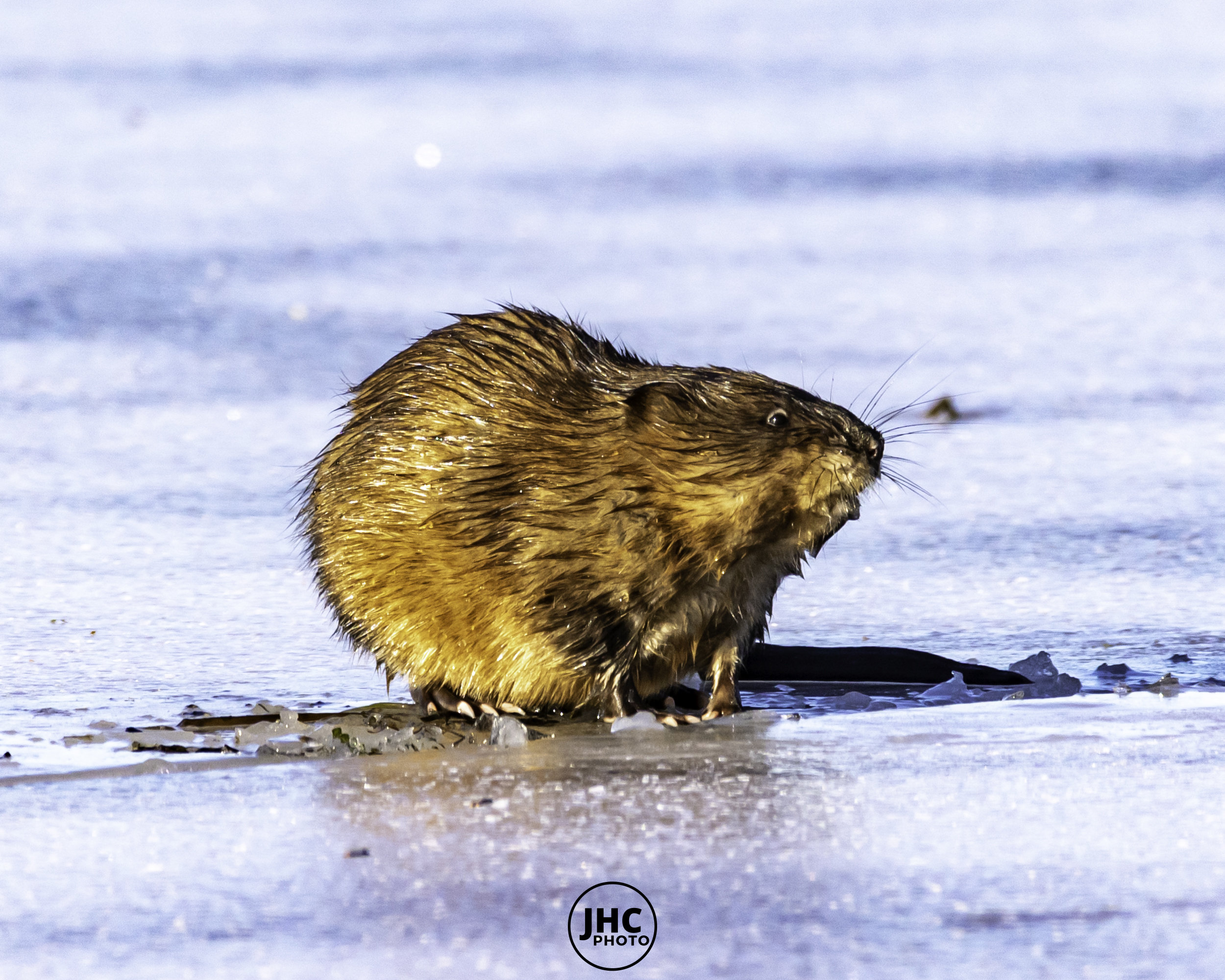 Muskrat Print, Muskrat Art, Muskrat Decor, Wildlife Photo Print ...