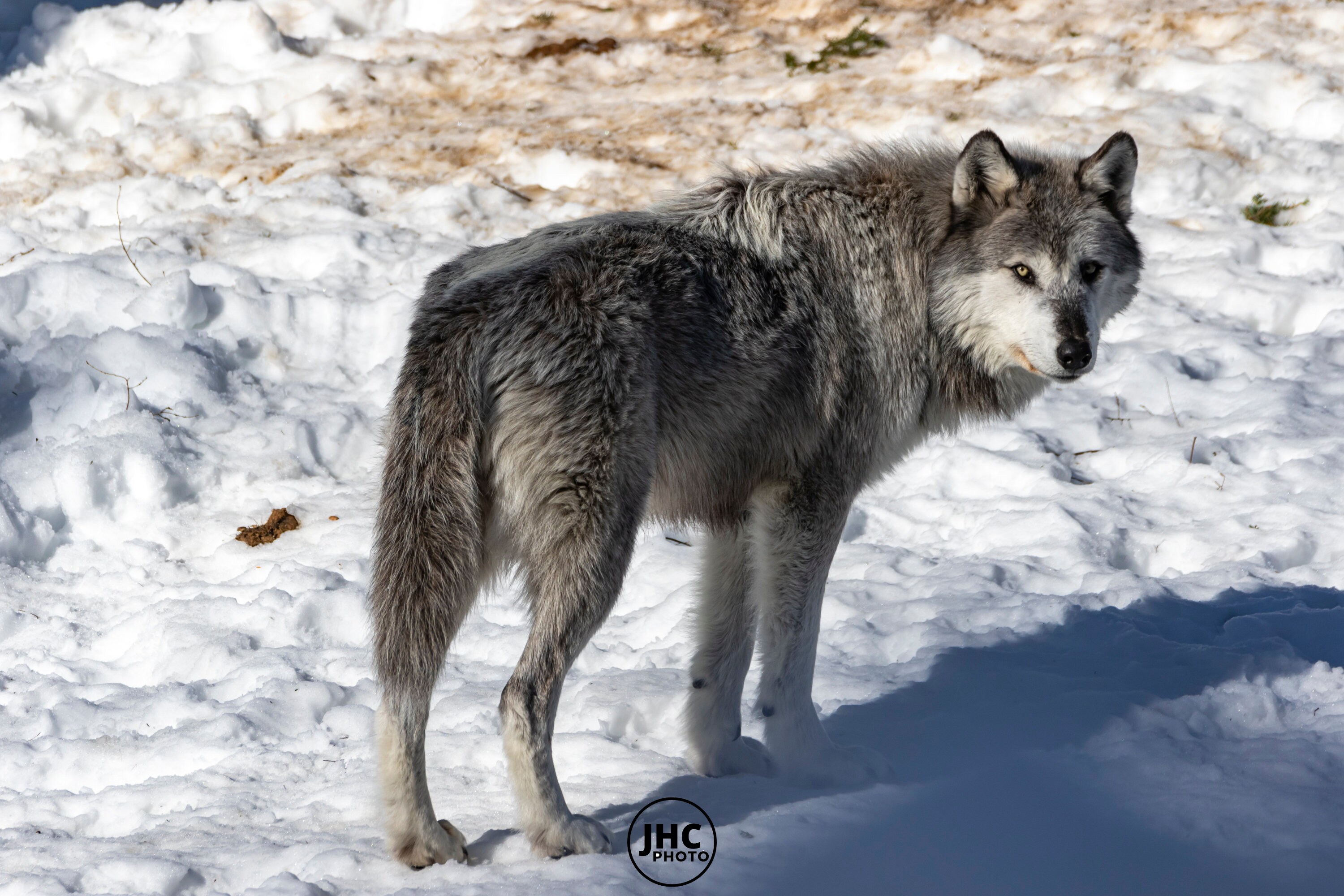 Timber Wolf Wall Art Canvas, Wolf Canvas Wall Décor, Wolf Art Gift ...