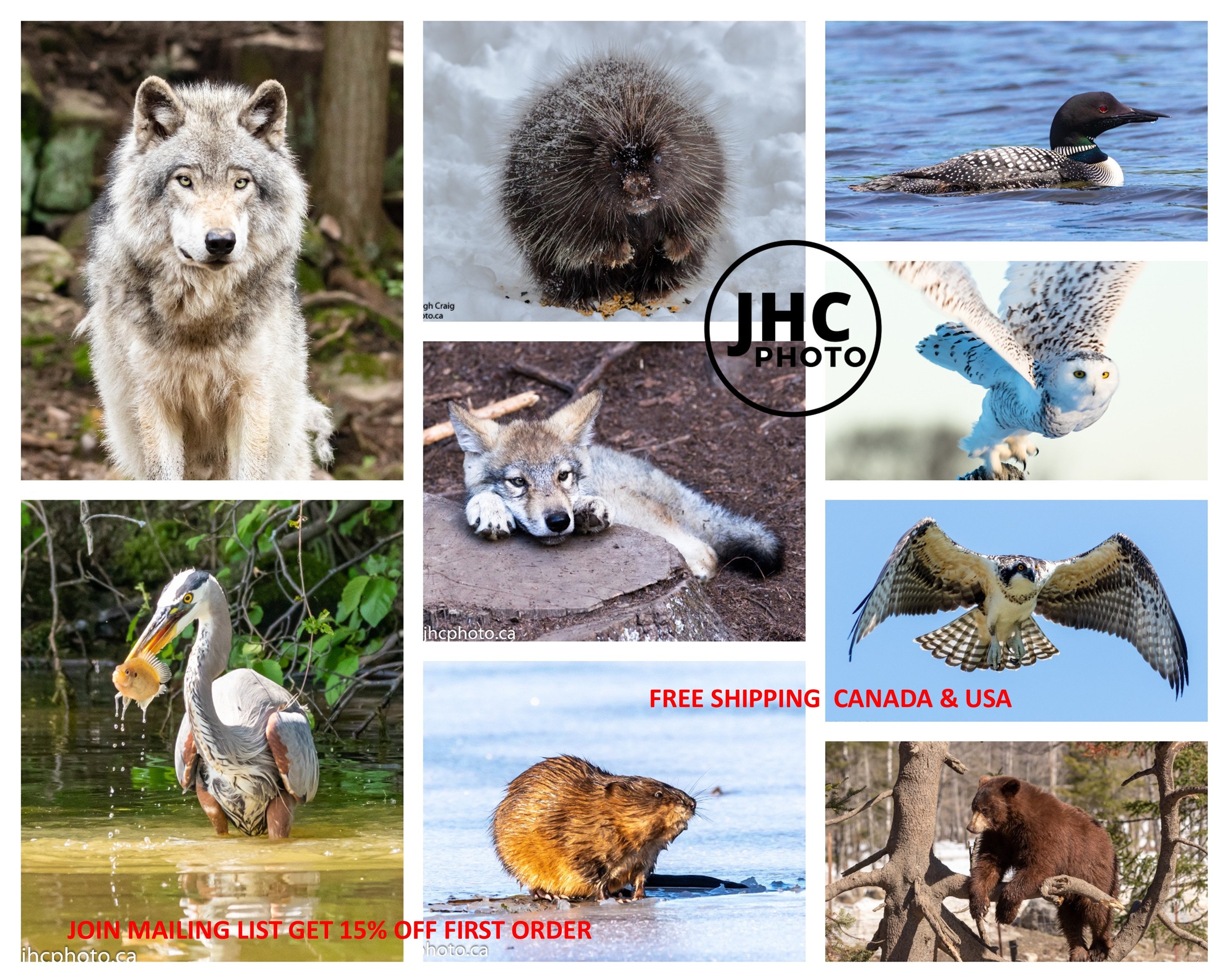 Canadian Wildlife Collage