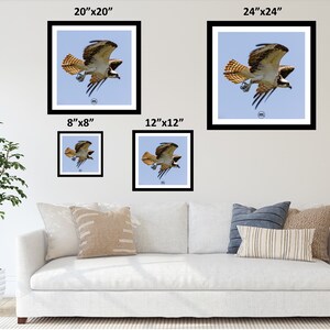 Osprey, Osprey Art, Osprey Print, Bird Photography, Osprey Gift, Osprey ...