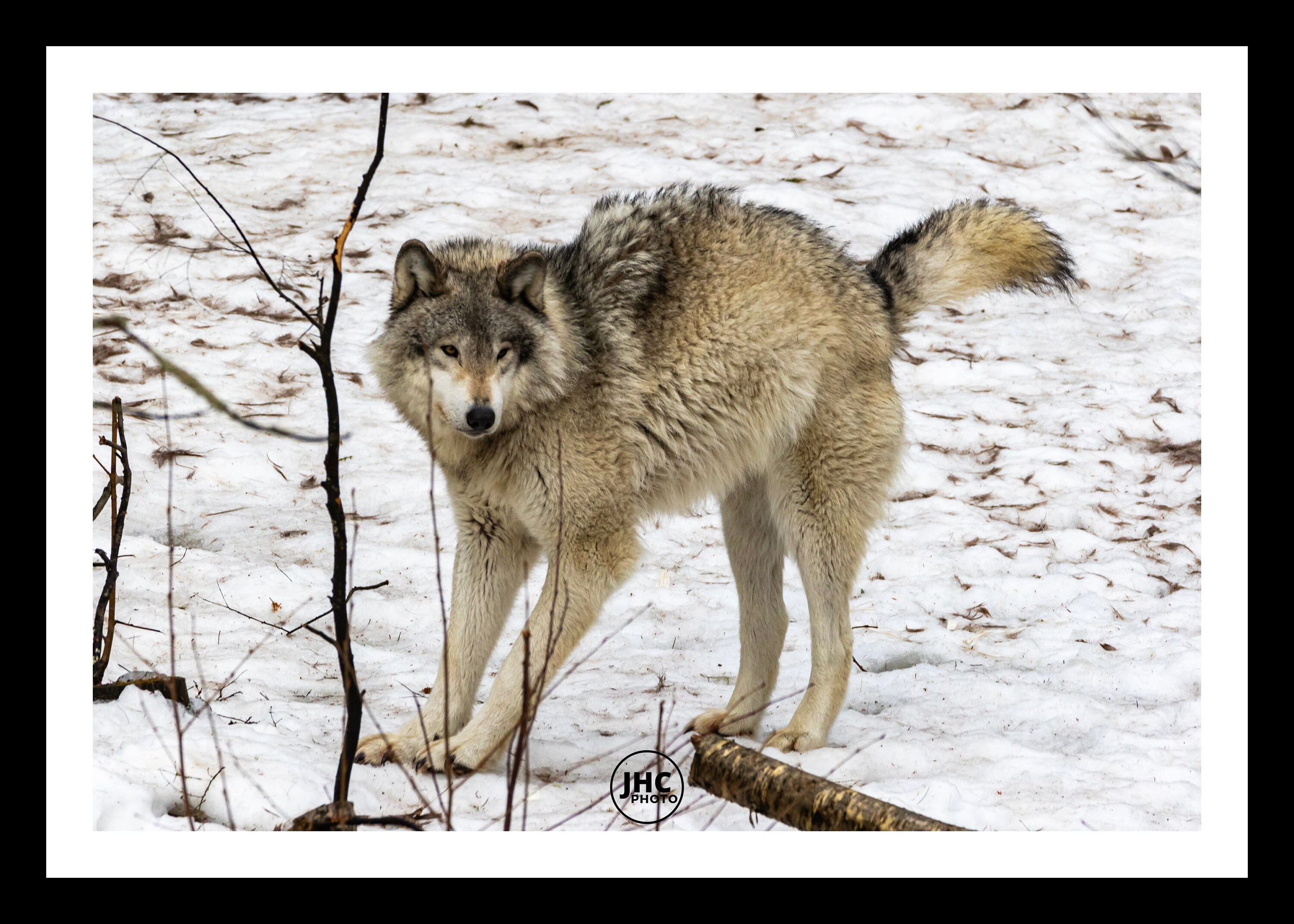 Wolf Print, Wolf Art, Timber Wolf, Wolf Wall Art, Gift for Wolf Lover ...