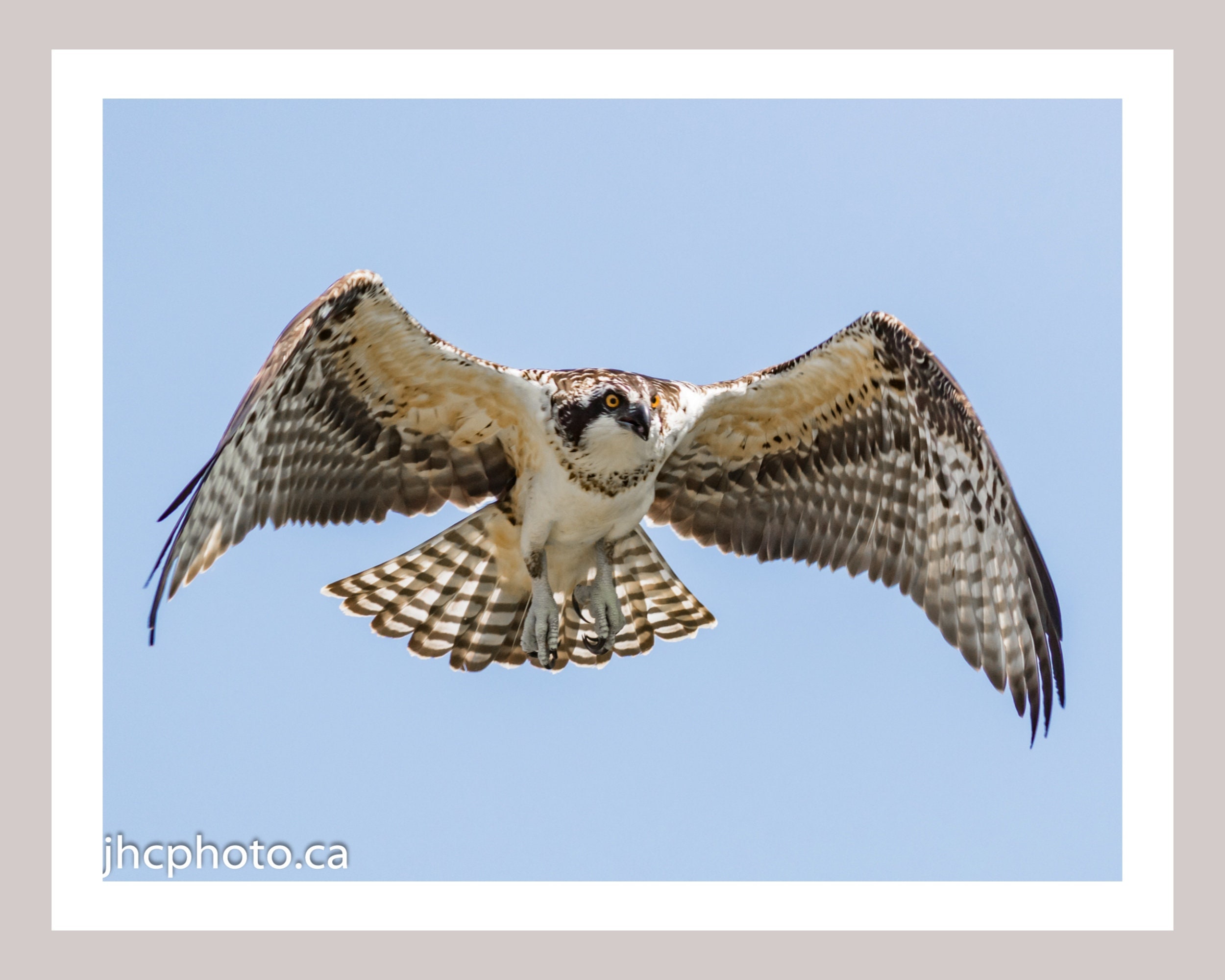 Osprey, Osprey Pictures, Osprey Images, Osprey Print, Osprey Art ...