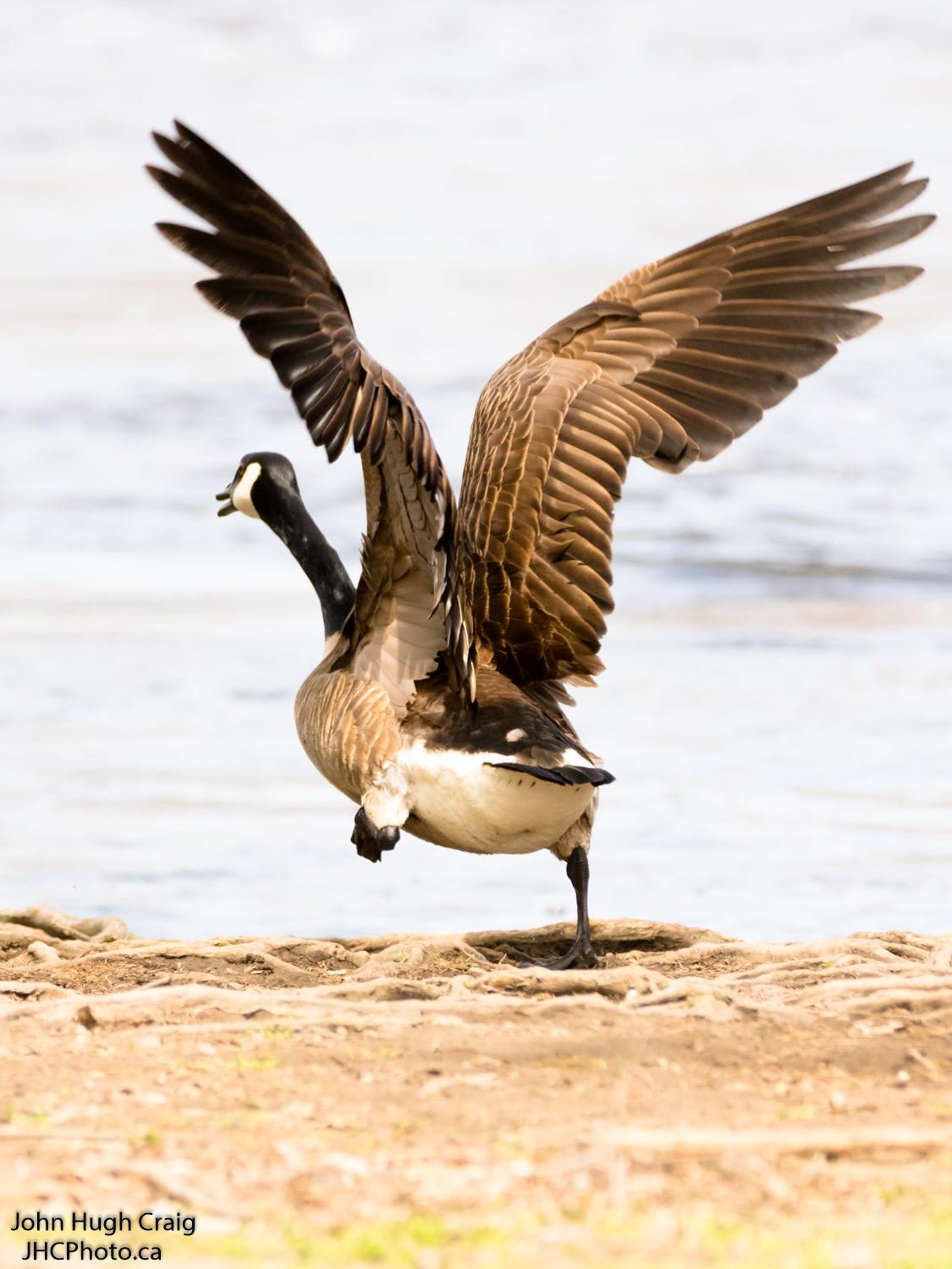 Canada Geese, Goose Art, Goose Print, Goose Gift, Goose Wall Art, Cute ...