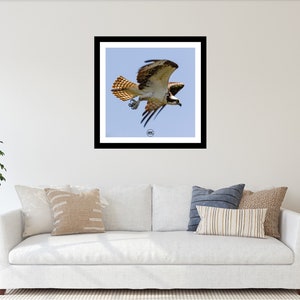 Osprey, Osprey Art, Osprey Print, Bird Photography, Osprey Gift, Osprey ...