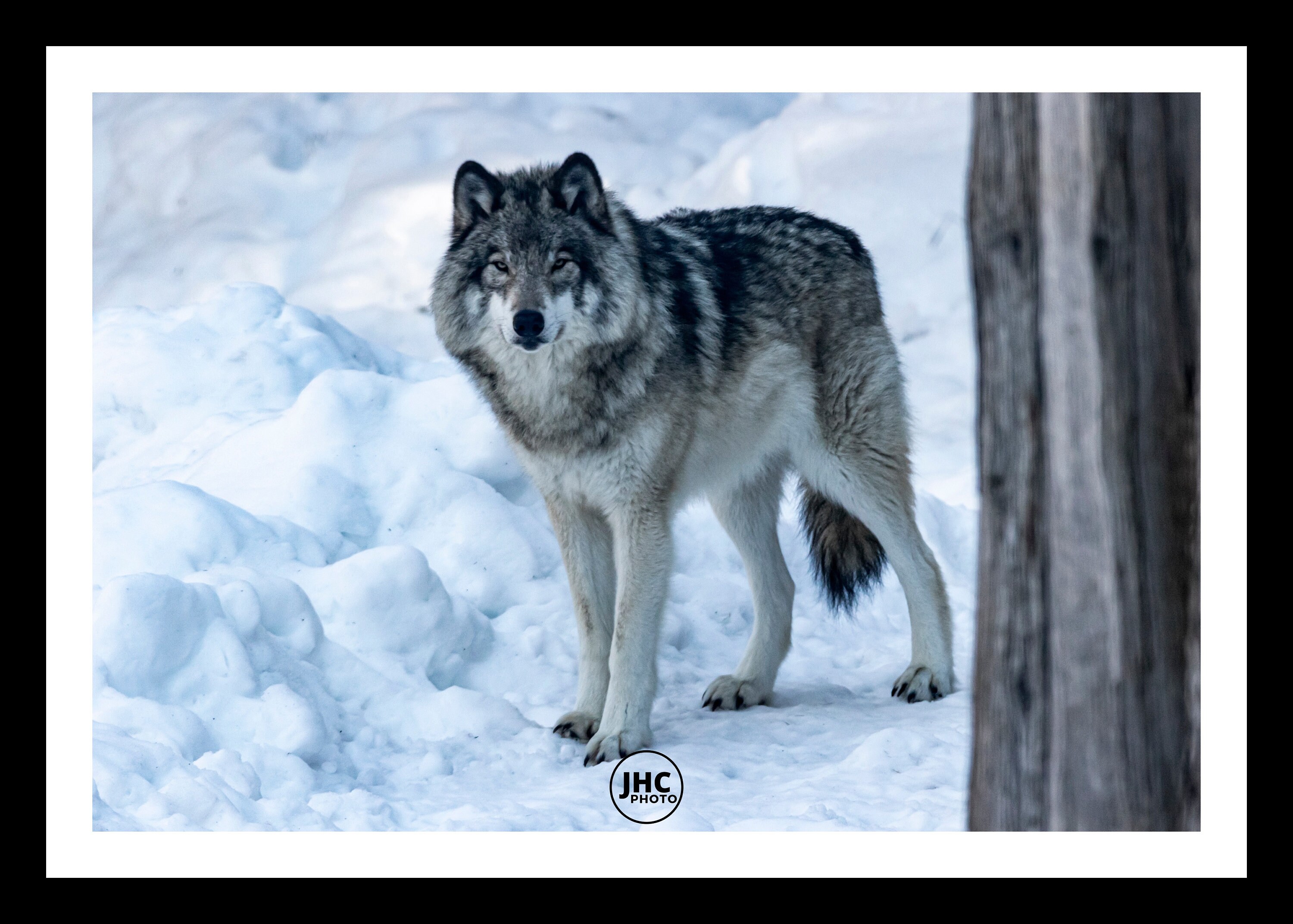Grey Wolf Wall Art Print, Wolf Photo Print, Wolf Love, Nature ...