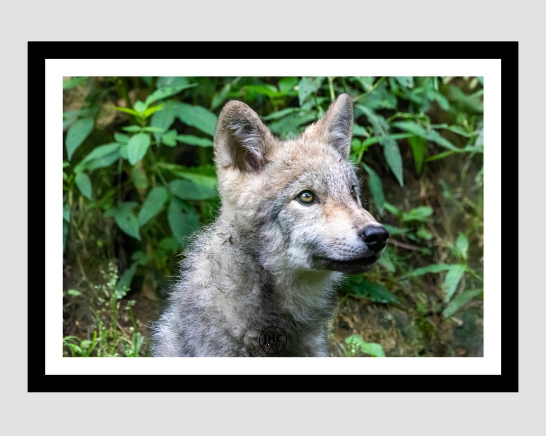Wolf Photography, Wolf Pup, Large Wall Print, Wolf Print, Nature ...