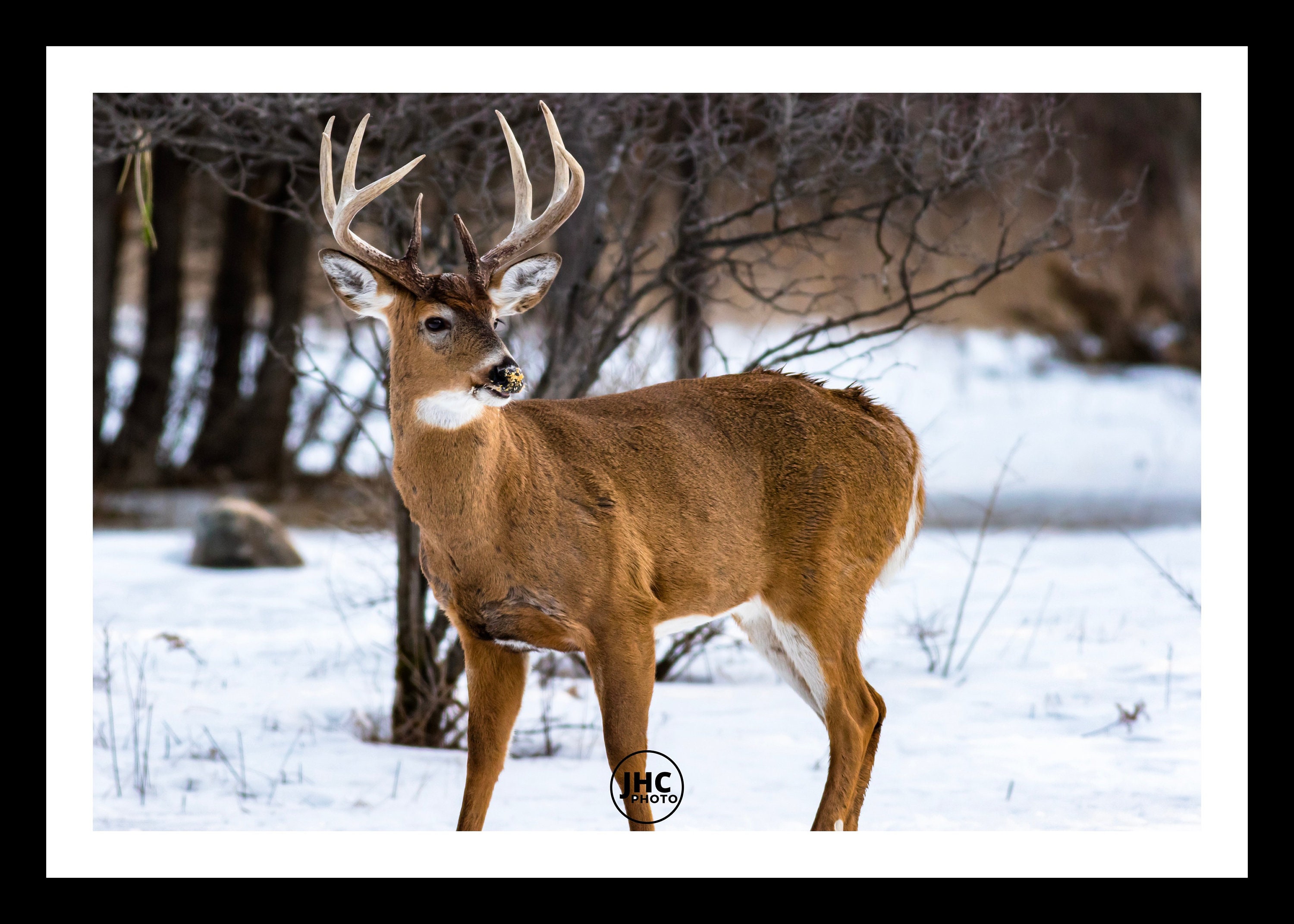 Buck Deer Print, Deer Wall Art, Stag Deer Print, Whitetail, Deer, Deer ...