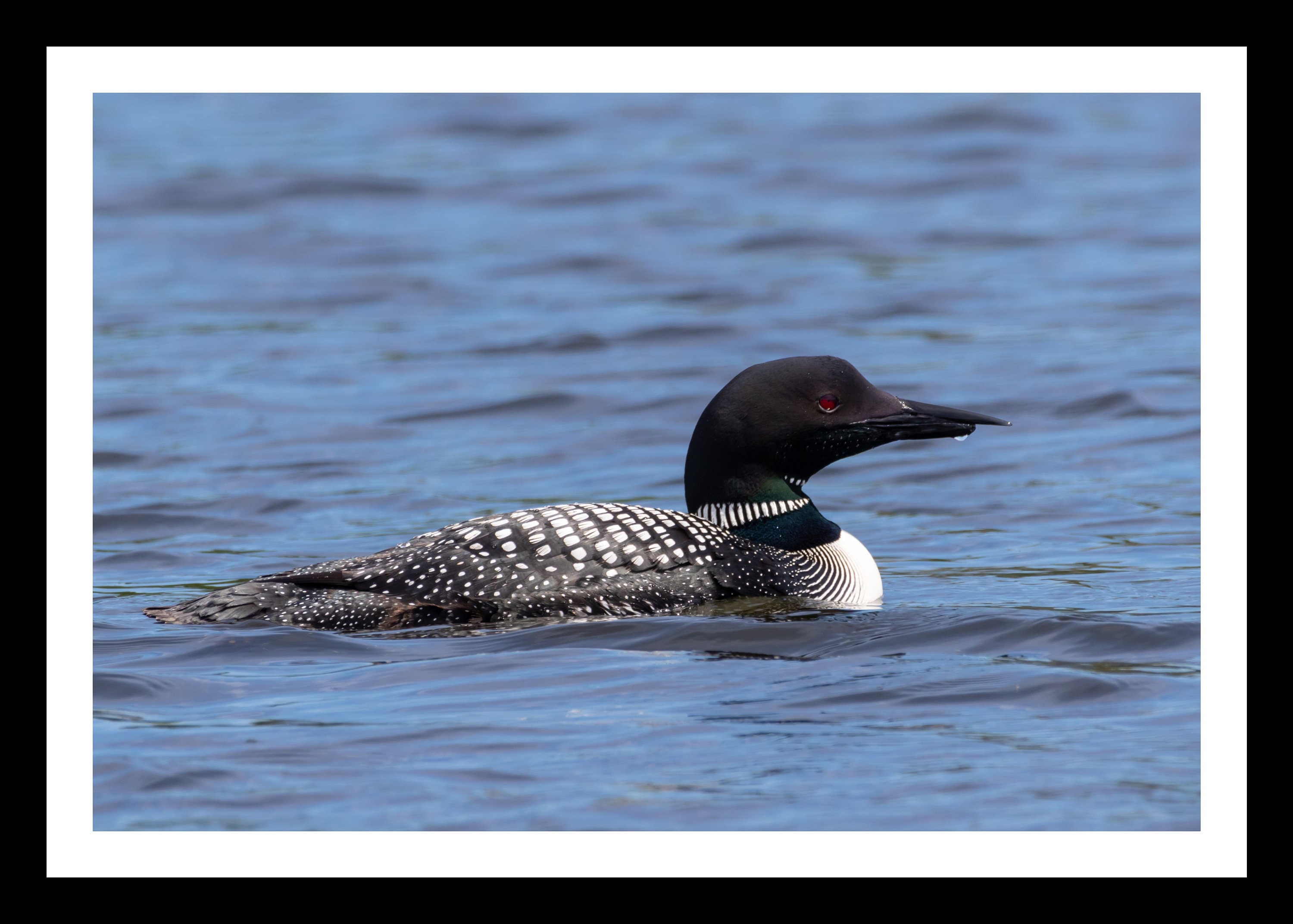 Common Loon Print, Loon Decor, Loon Art, Loon Picture, Loon Bird, Loon ...
