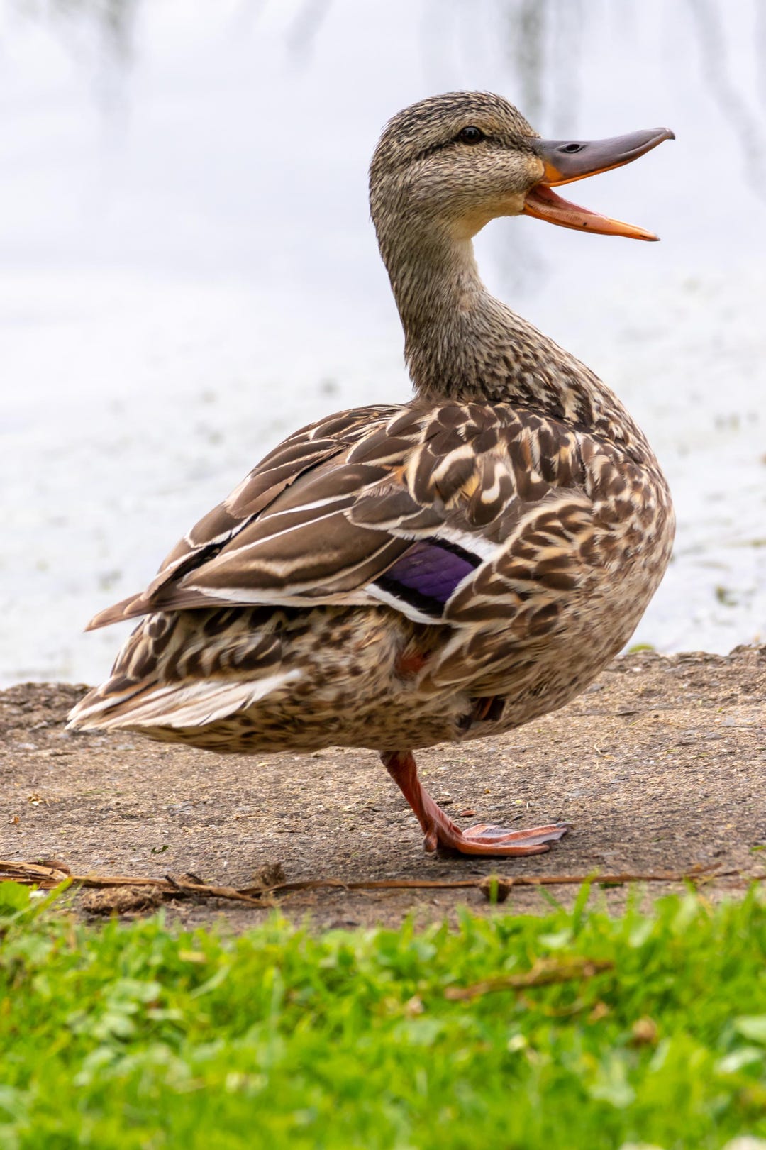 Duck Print Canvas, Duck Art, Duck Gift, Mallard Duck, Water Birds, Duck ...