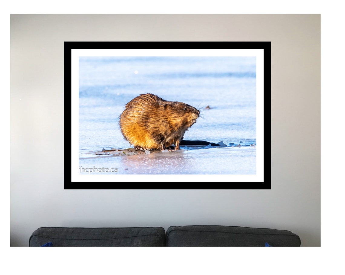 Muskrat, Muskrat Print, Muskrat Photo, Muskrat Picture - Wildlife Wall ...