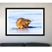 Muskrat, Muskrat Print, Muskrat Photo, Muskrat Picture - Wildlife Wall ...
