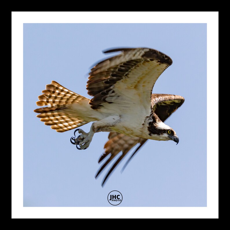 Osprey, Osprey Art, Osprey Print, Bird Photography, Osprey Gift, Osprey ...