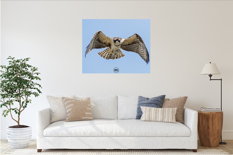 Osprey, Osprey Wall Art, Osprey Canvas, Bird Photography, Osprey Gift ...