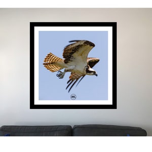 Osprey, Osprey Art, Osprey Print, Bird Photography, Osprey Gift, Osprey ...