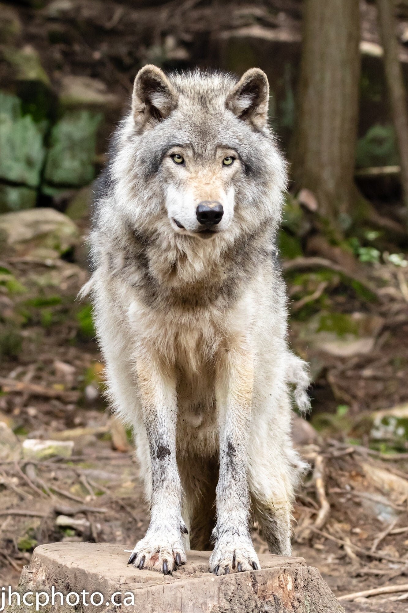 Timber Wolf Print Wolf Wall Art Gift for Wolf Lover Wolf - Etsy