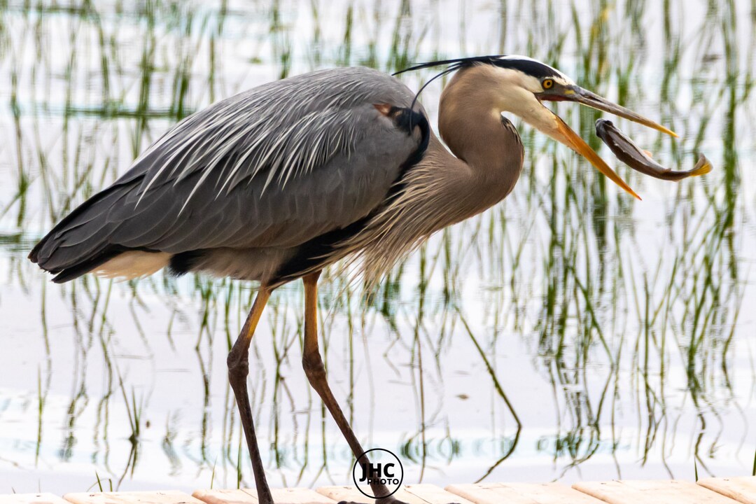 Heron Wall Art, Original Wildlife Canvas, Heron Photography, Heron Art ...