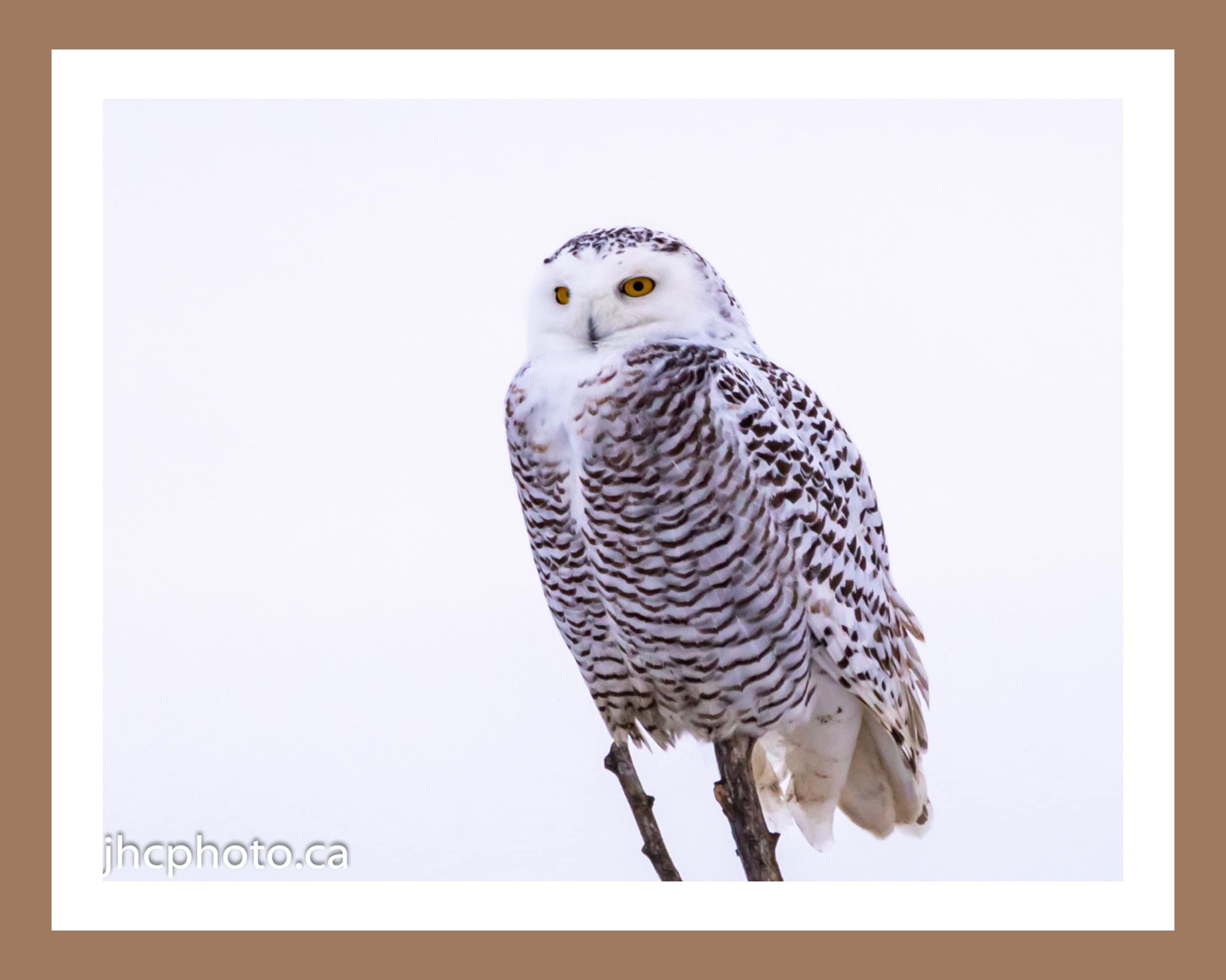 Snowy Owl Print, Bird Photography, Owl Art, Owl Wall Art, Bird Print ...