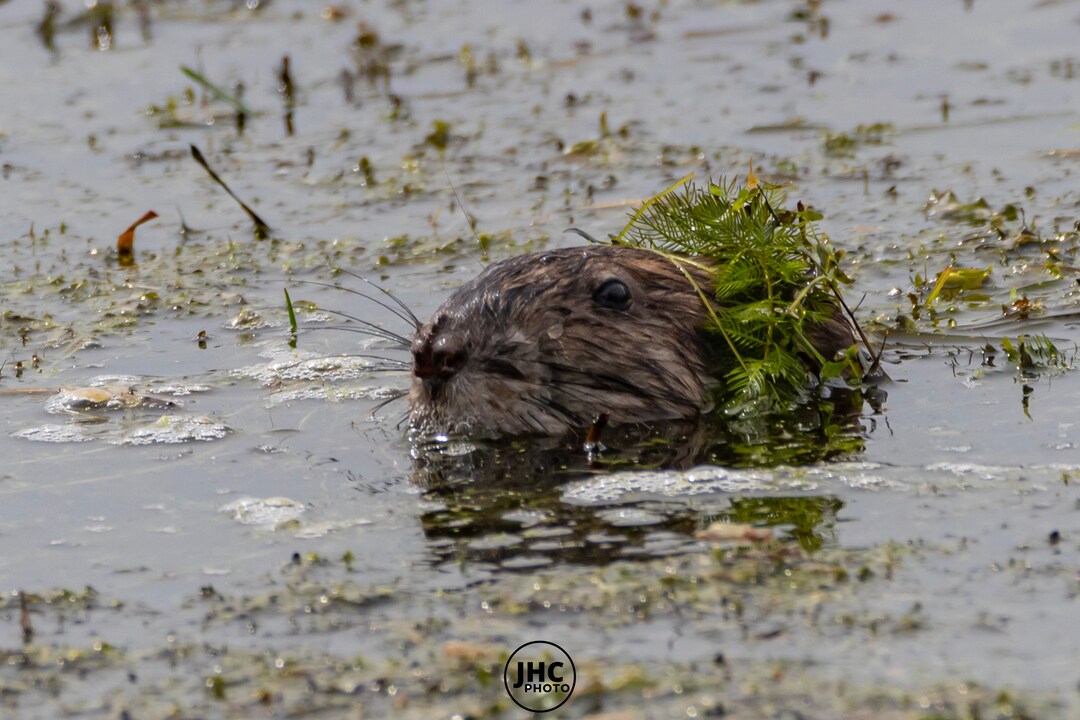 Muskrat Print, Muskrat Art, Muskrat Decor, Wildlife Print, Wildlife ...