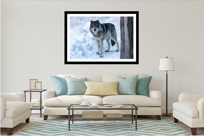 Grey Wolf Wall Art Print, Wolf Photo Print, Wolf Love, Nature ...
