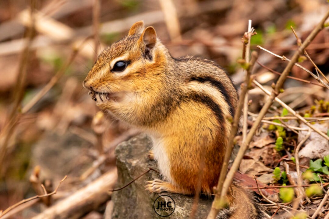 Cute Chipmunk Print: Wildlife Photography Wall Art, Nature Decor, Gift ...