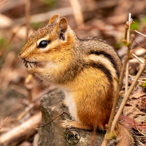 Cute Chipmunk Print: Wildlife Photography Wall Art, Nature Decor, Gift ...