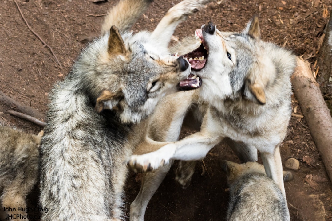 Wolf Print, Wolf Art, Fighting, Timber Wolf, Wolf Photo, Wolf Picture ...