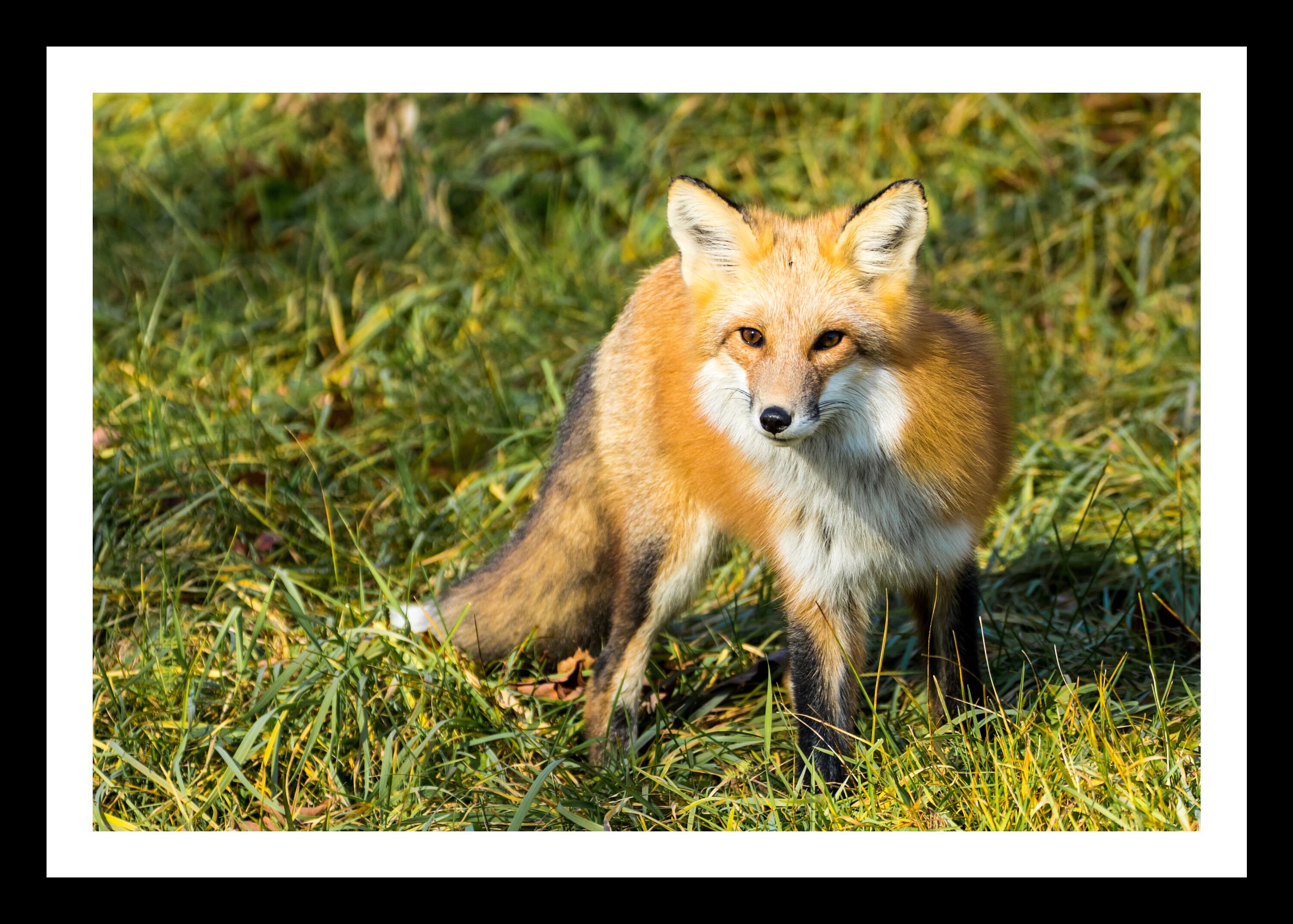 Red Fox, Fox Photography, Fine Art Photography, Wildlife Photography ...