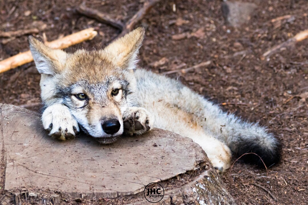 Grey Wolf Pup Wall Art Canvas, Wolf Wall Decor, Nature Lover, Wolf ...