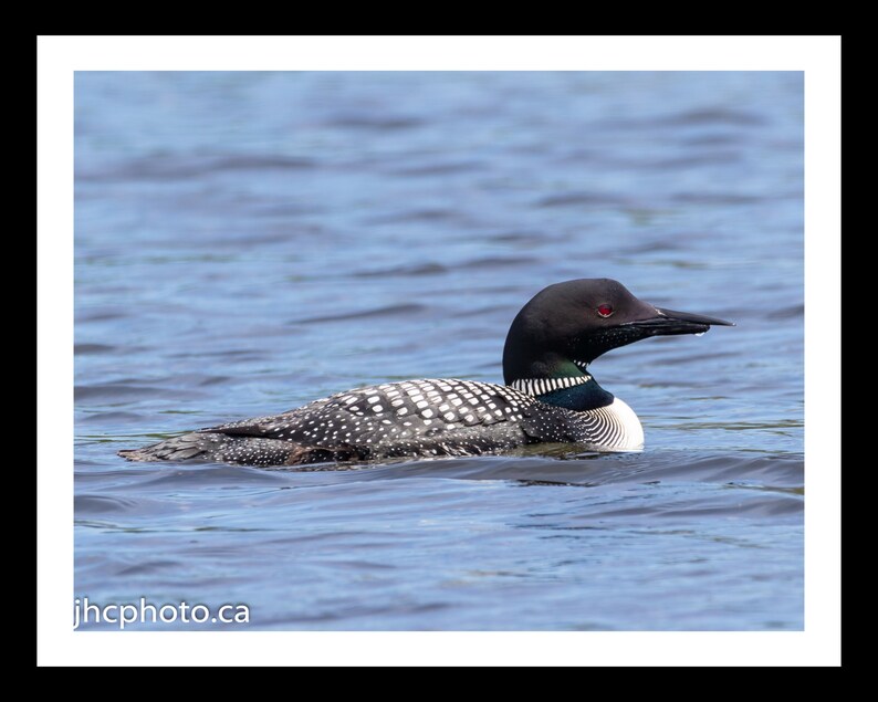 Loon - Bird Photography - Common Loon - Loon Bird - Loon Pictures ...