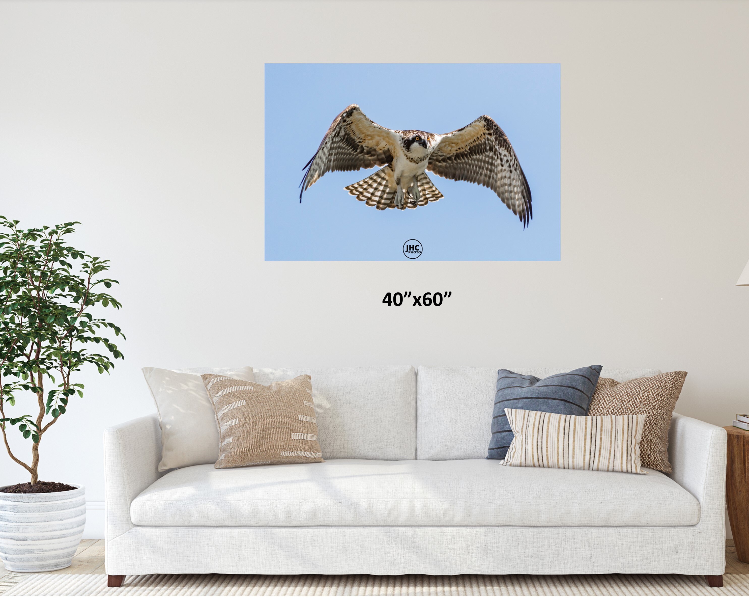 Osprey, Osprey Wall Art, Osprey Canvas, Bird Photography, Osprey Gift ...