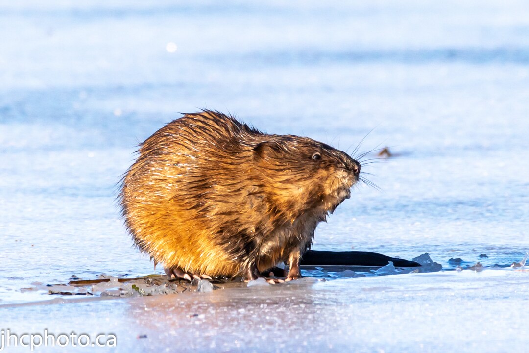 Muskrat, Muskrat Print, Muskrat Photo, Muskrat Picture - Wildlife Wall ...