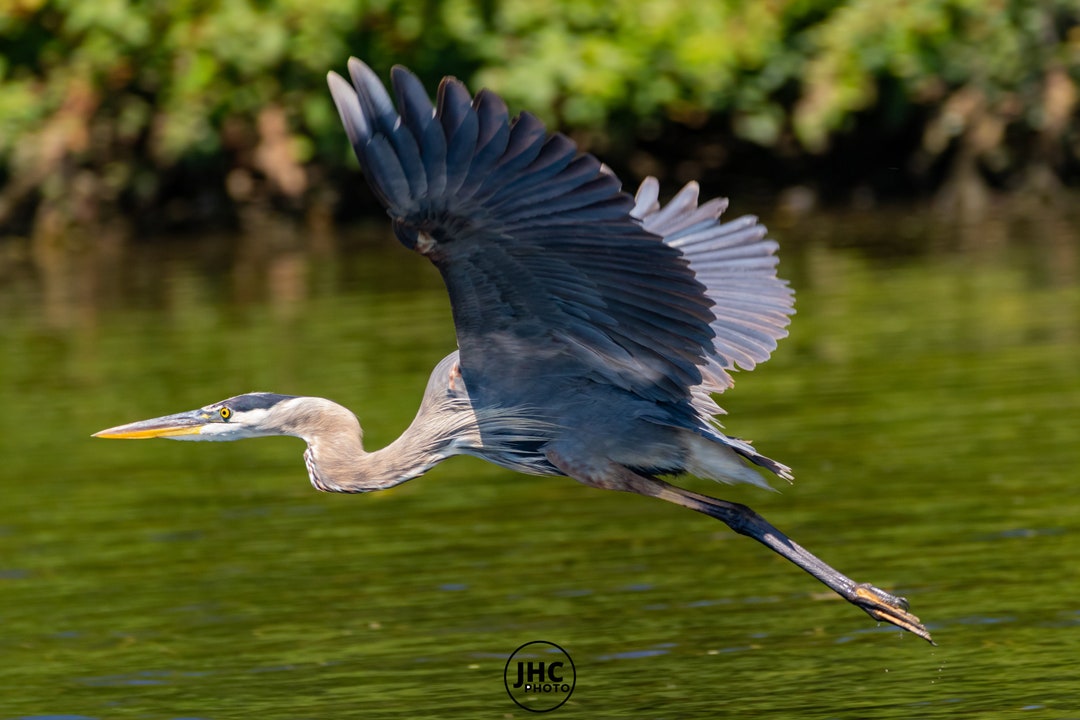 Blue Heron Flying Across Lake Wildlife Wall Art Photography Canvas ...